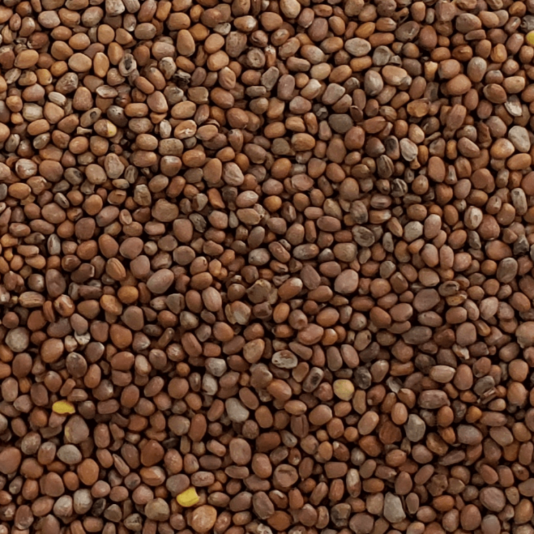 Sementes para Adubação Verde e Forrageiras