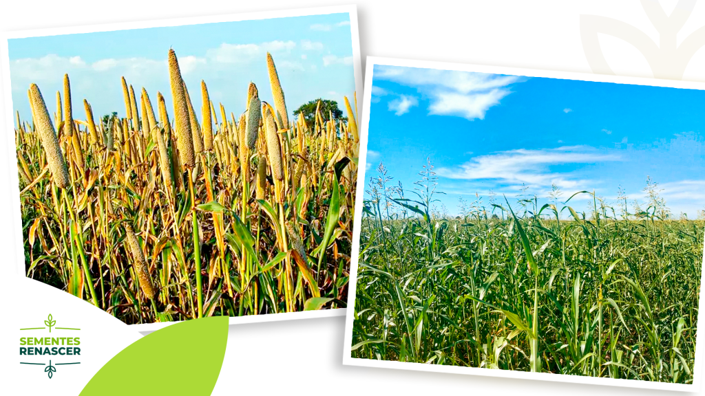 Protegendo o futuro do seu solo: Milheto e Capim Sudão na primavera ...
